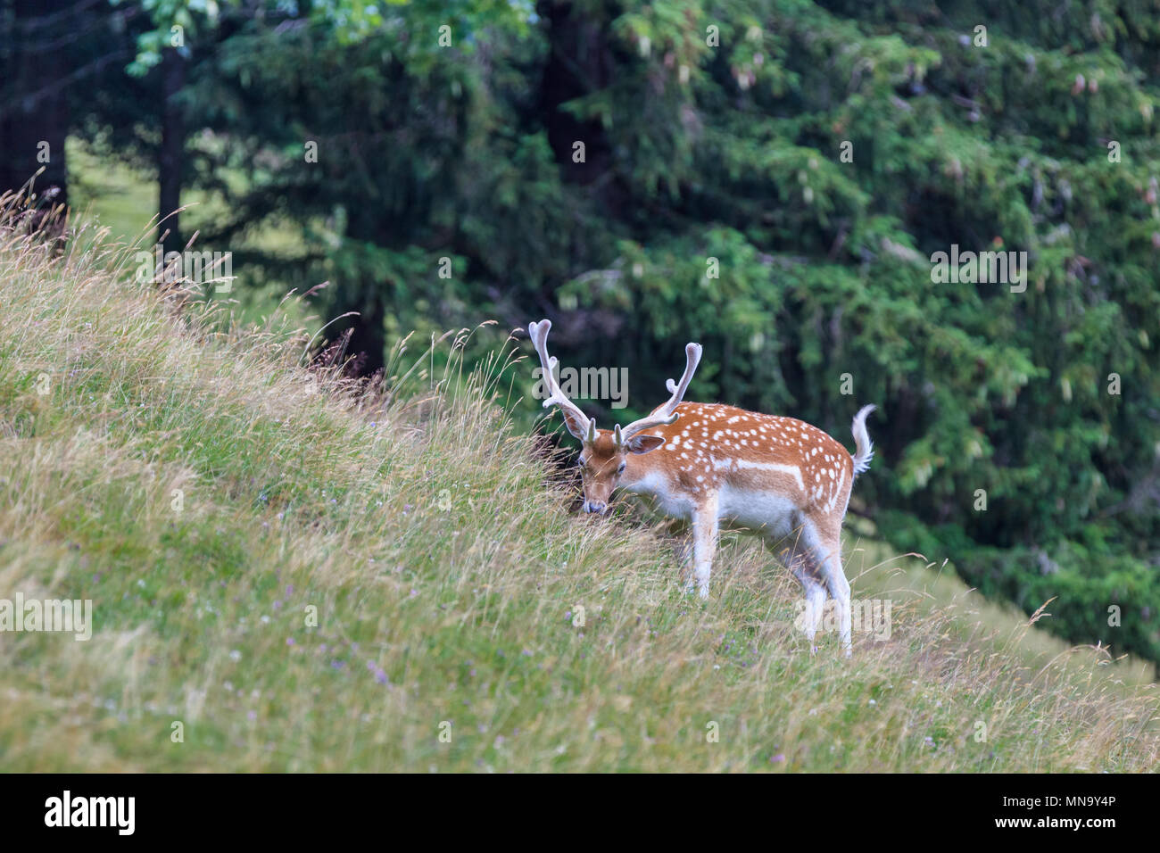 fallow deer (Dama dama) in Merlet Animal Park. Chamonix, France Stock ...