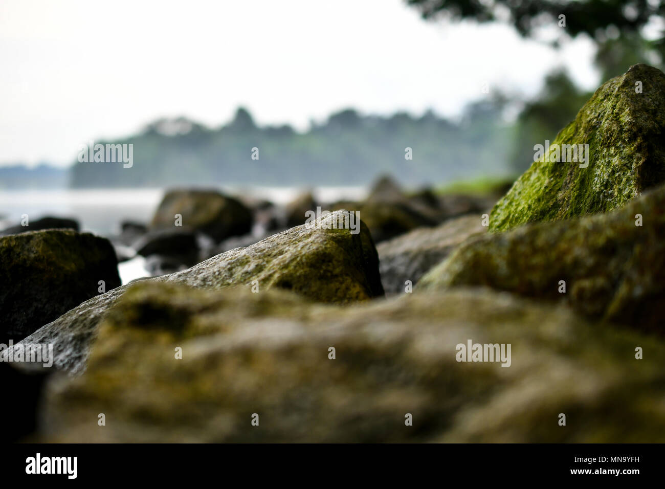 calm water rocky rainforest Stock Photo - Alamy