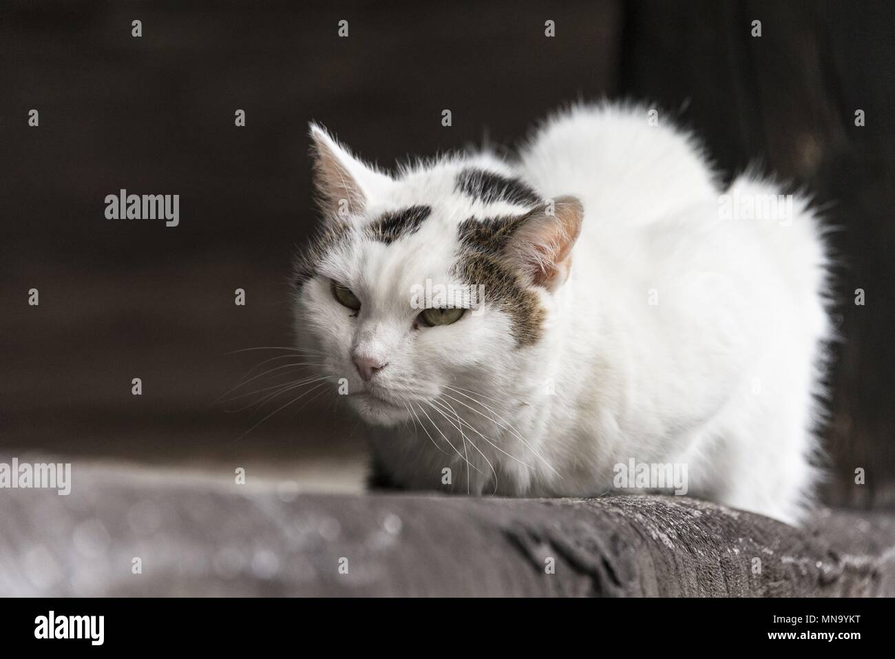 Albinen, switzerland hi-res stock photography and images - Alamy