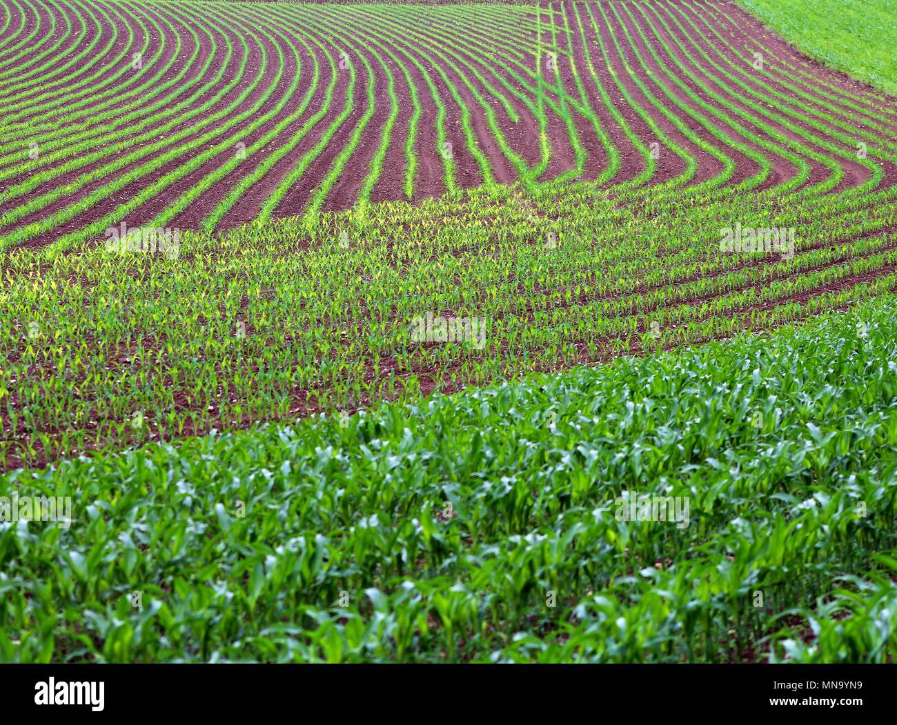 Field pattern hi-res stock photography and images - Alamy