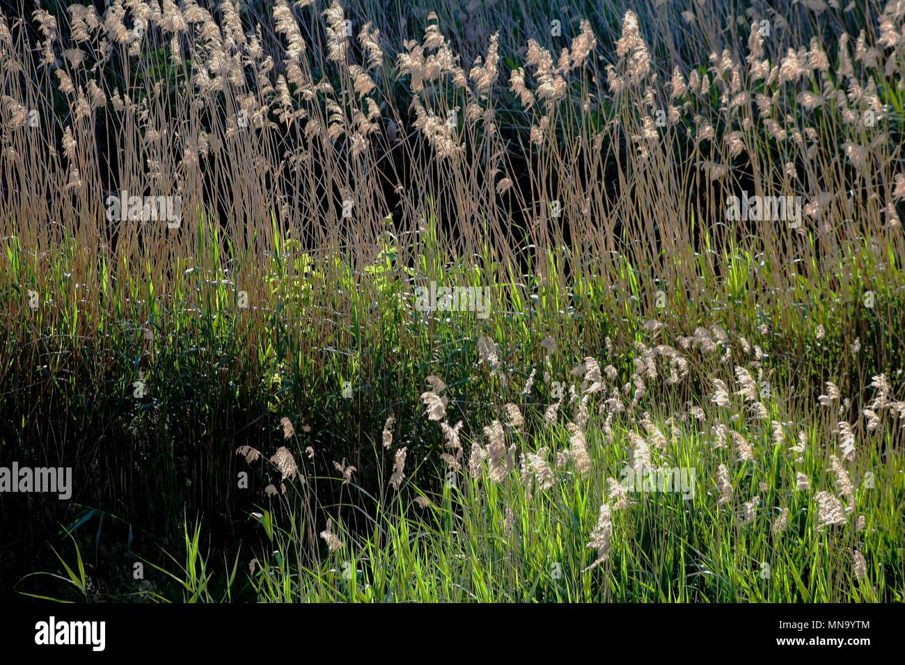 Shore growth hi-res stock photography and images - Alamy