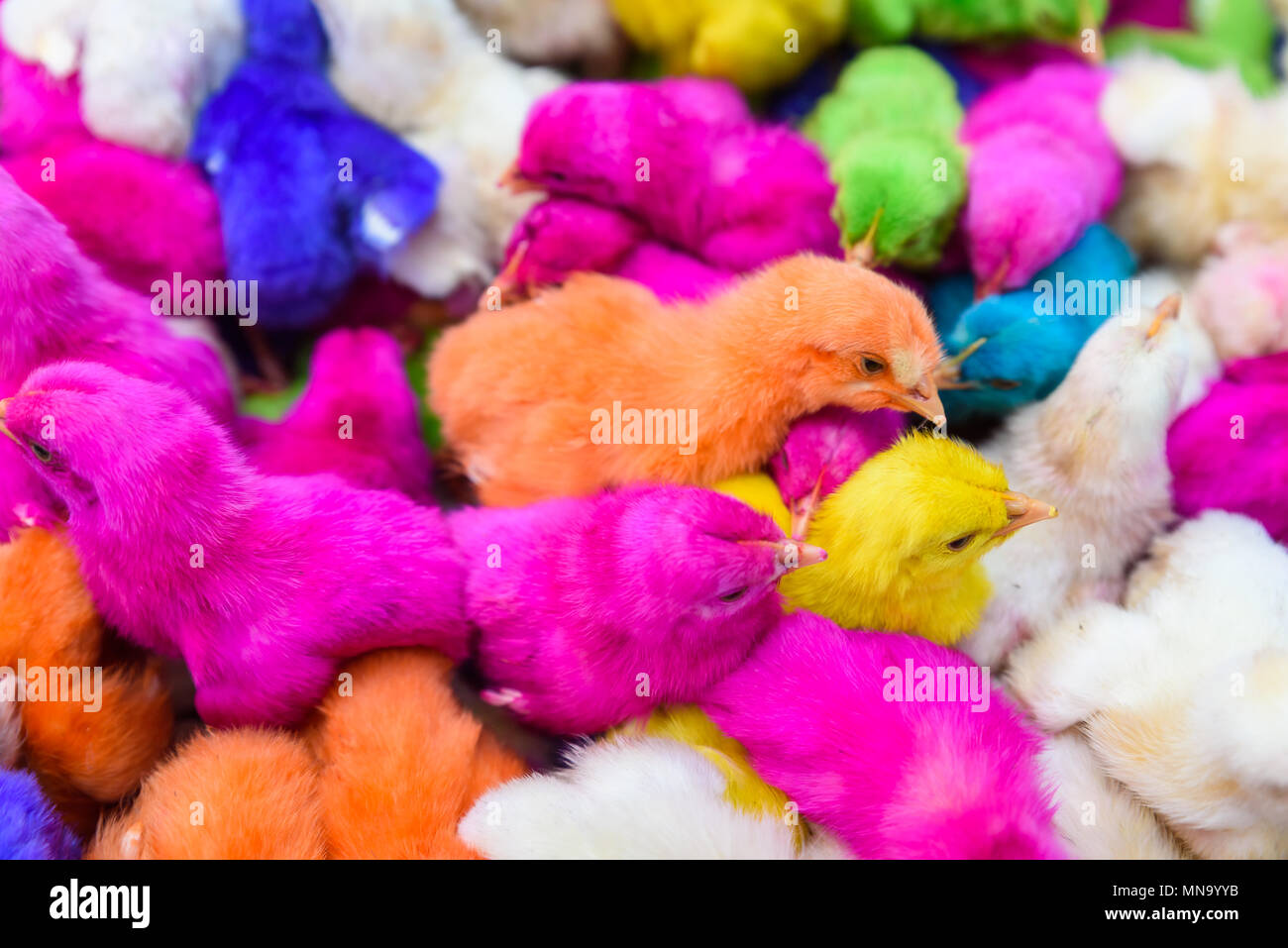 Colorful cartoon chicks chickens hi-res stock photography and images ...
