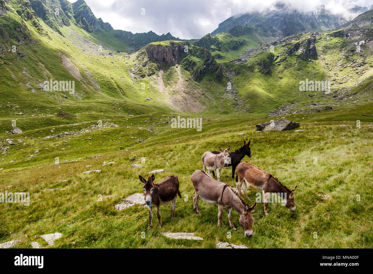 Donkey field sky animal head hi-res stock photography and images - Alamy