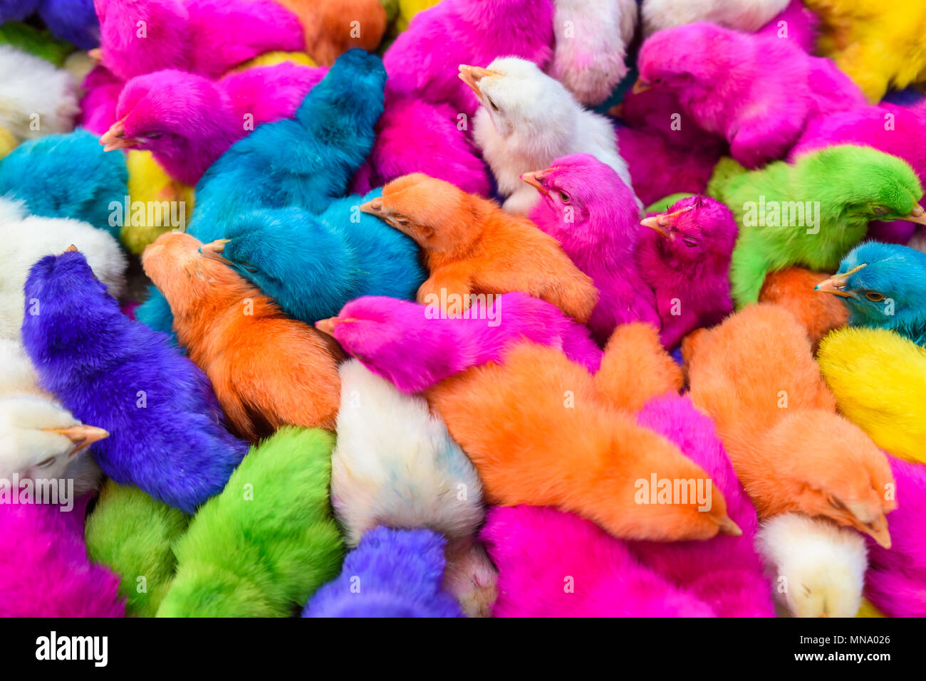 Colorful cartoon chicks chickens hi-res stock photography and images ...