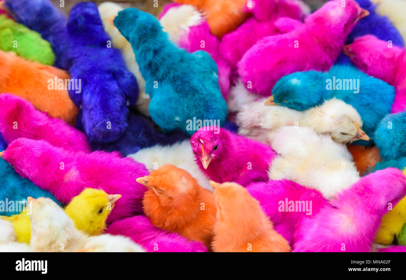 Chickens colored babies. A group of funny, colorful easter chicks Stock ...
