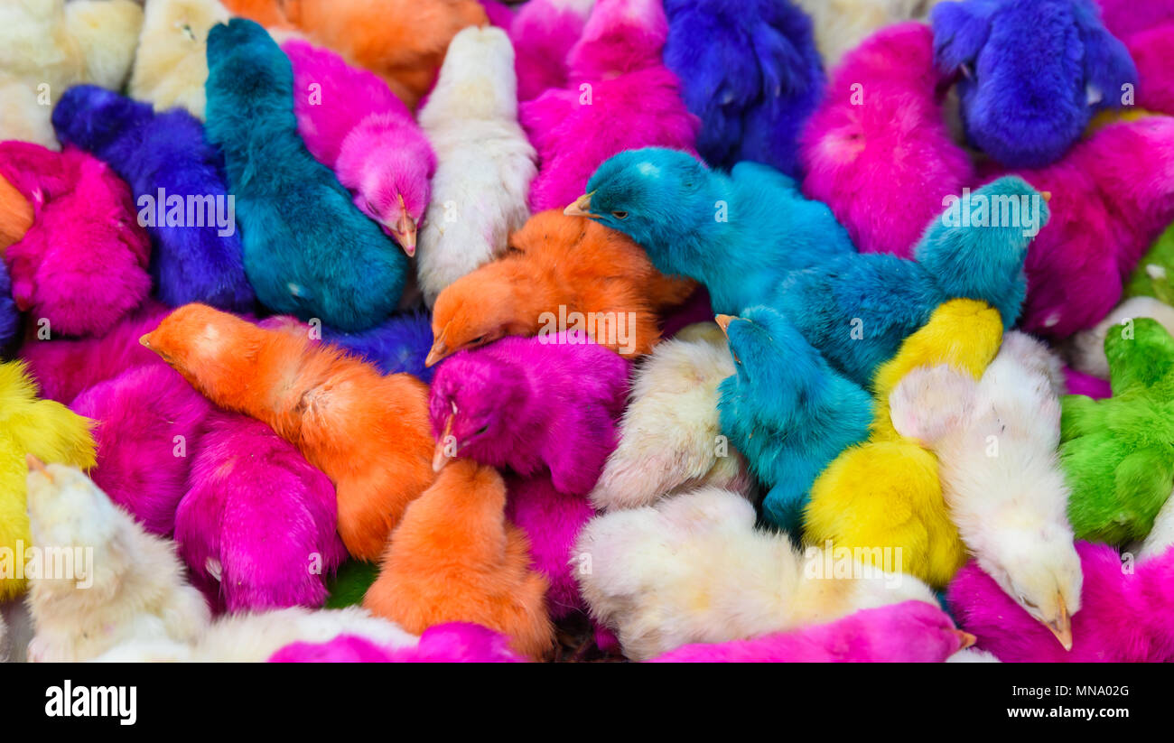 Colorful cartoon chicks chickens hi-res stock photography and images ...