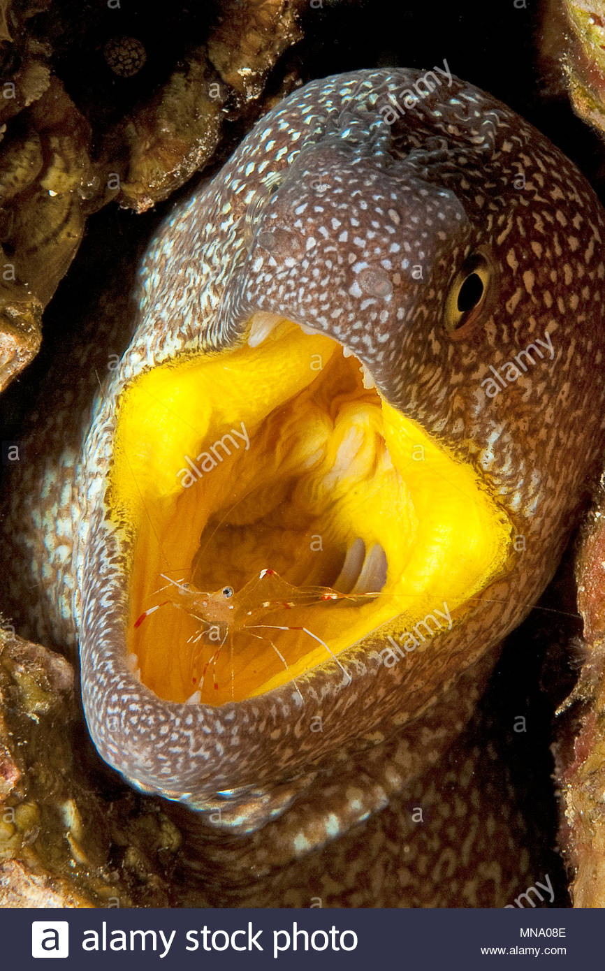 Yellow Moray Eel High Resolution Stock Photography and Images - Alamy