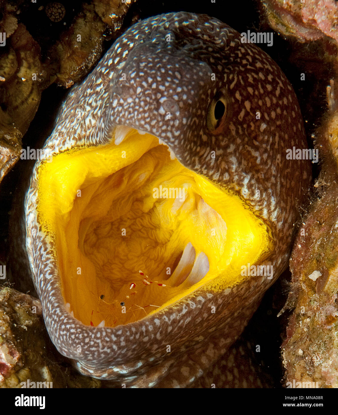 Yellow Moray Eel High Resolution Stock Photography and Images - Alamy