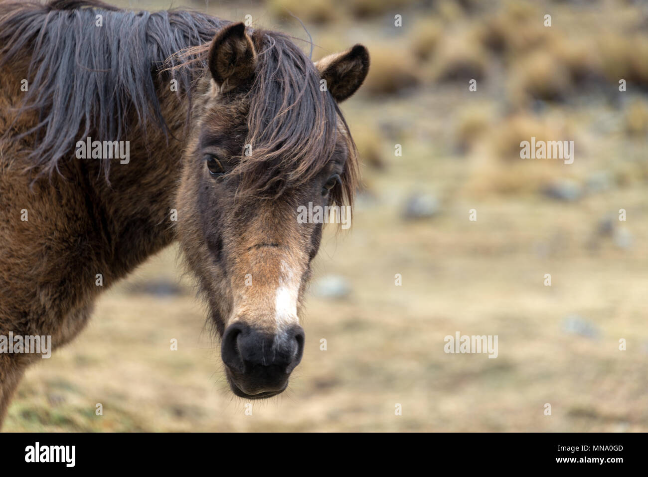 Rugged looking horse in the cold frigid highlands in Bolivia Stock ...