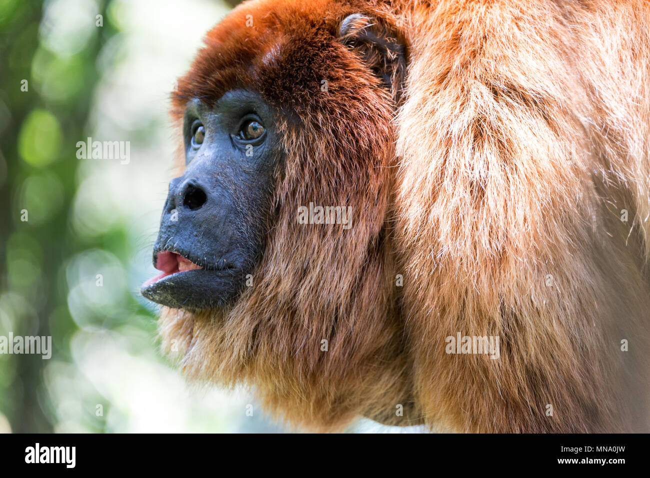 Constipated Howler Monkey