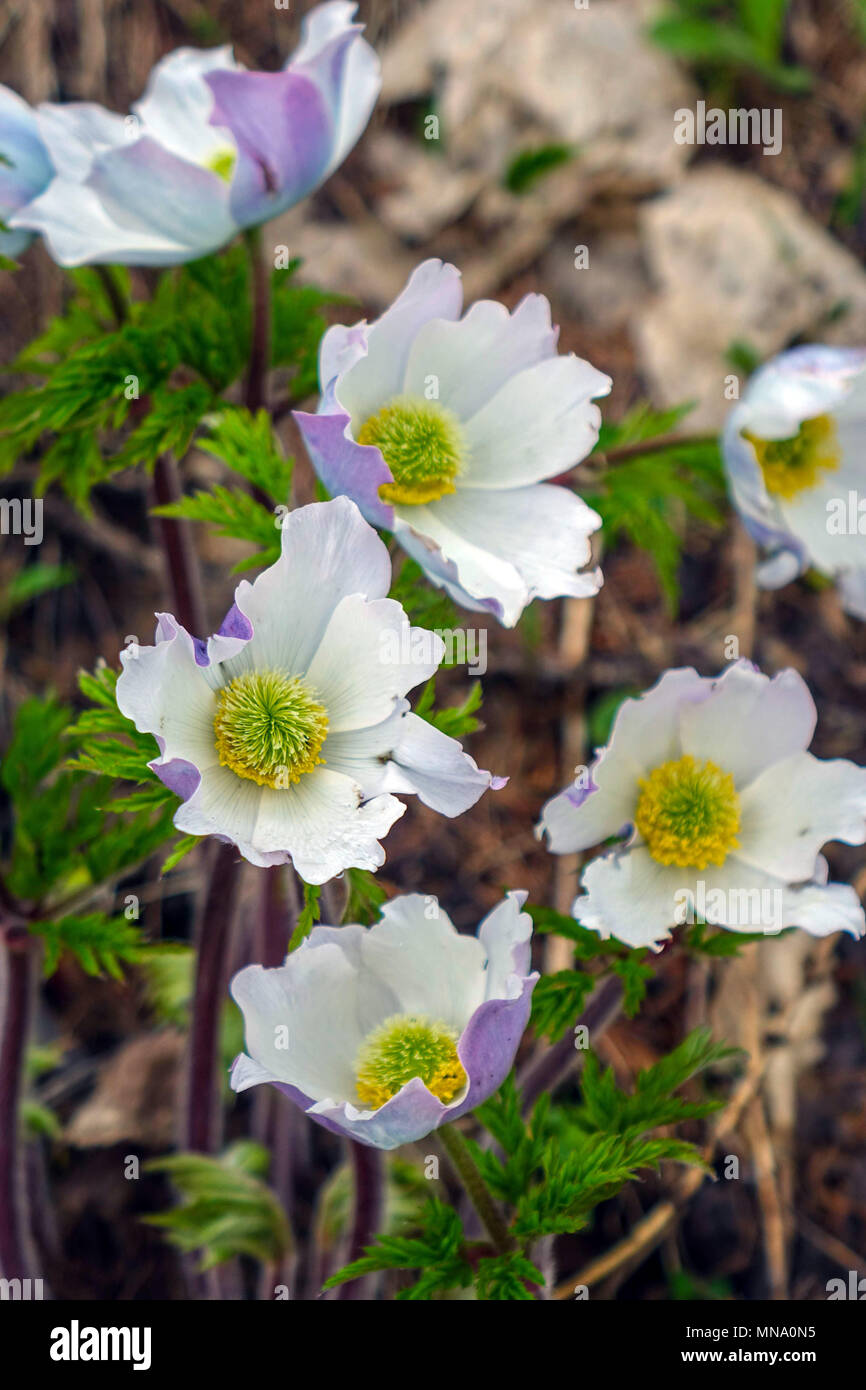 Alpine pasque flower hi-res stock photography and images - Alamy