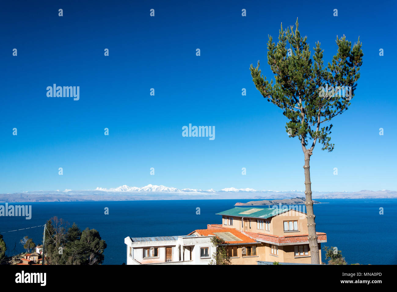 Tall tree with Lake Titicaca and the Andes Mountains in the background ...