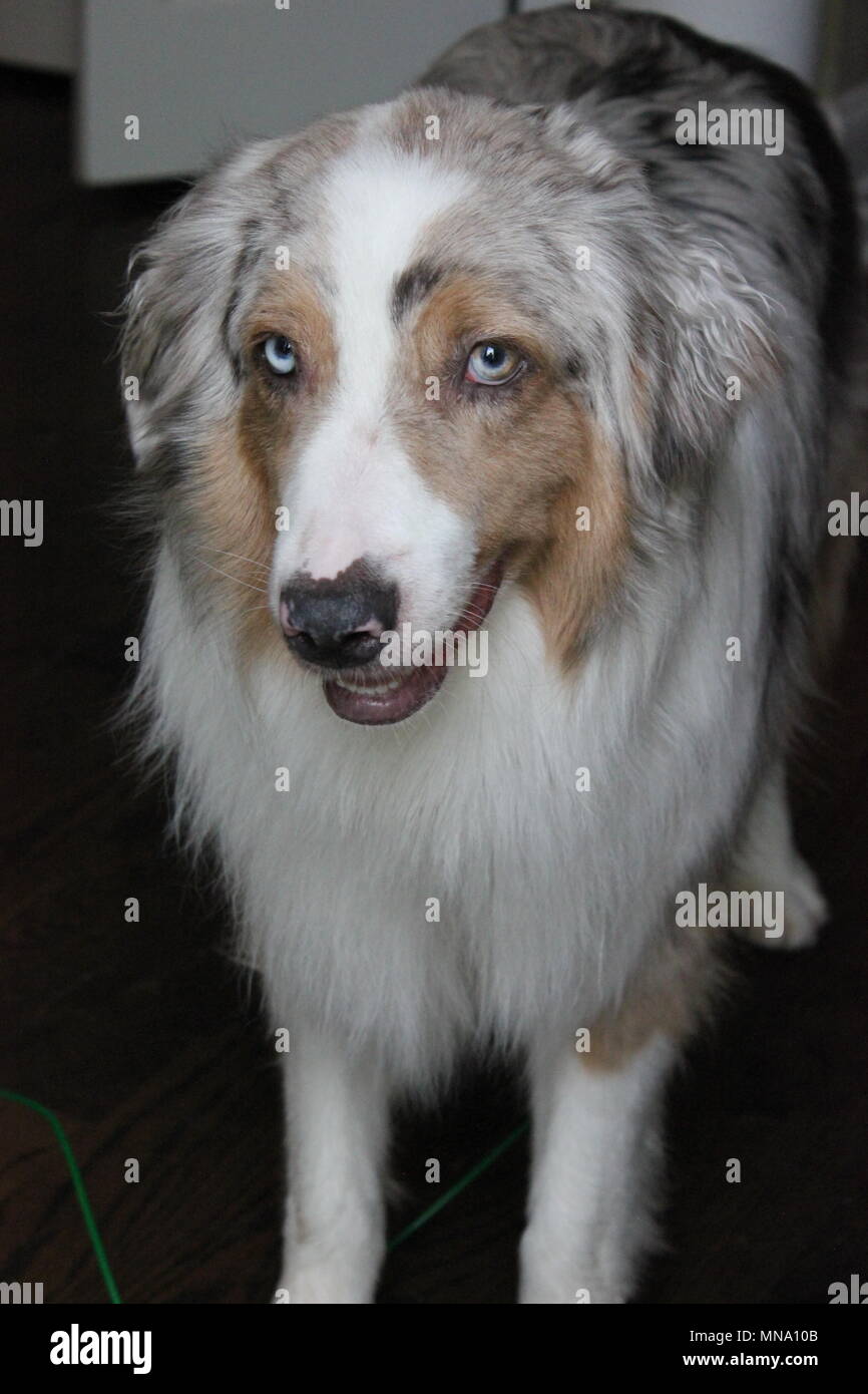 Extremely rare b!ue-eyed Australian Shepherd dog, "Aussie", striking a ...