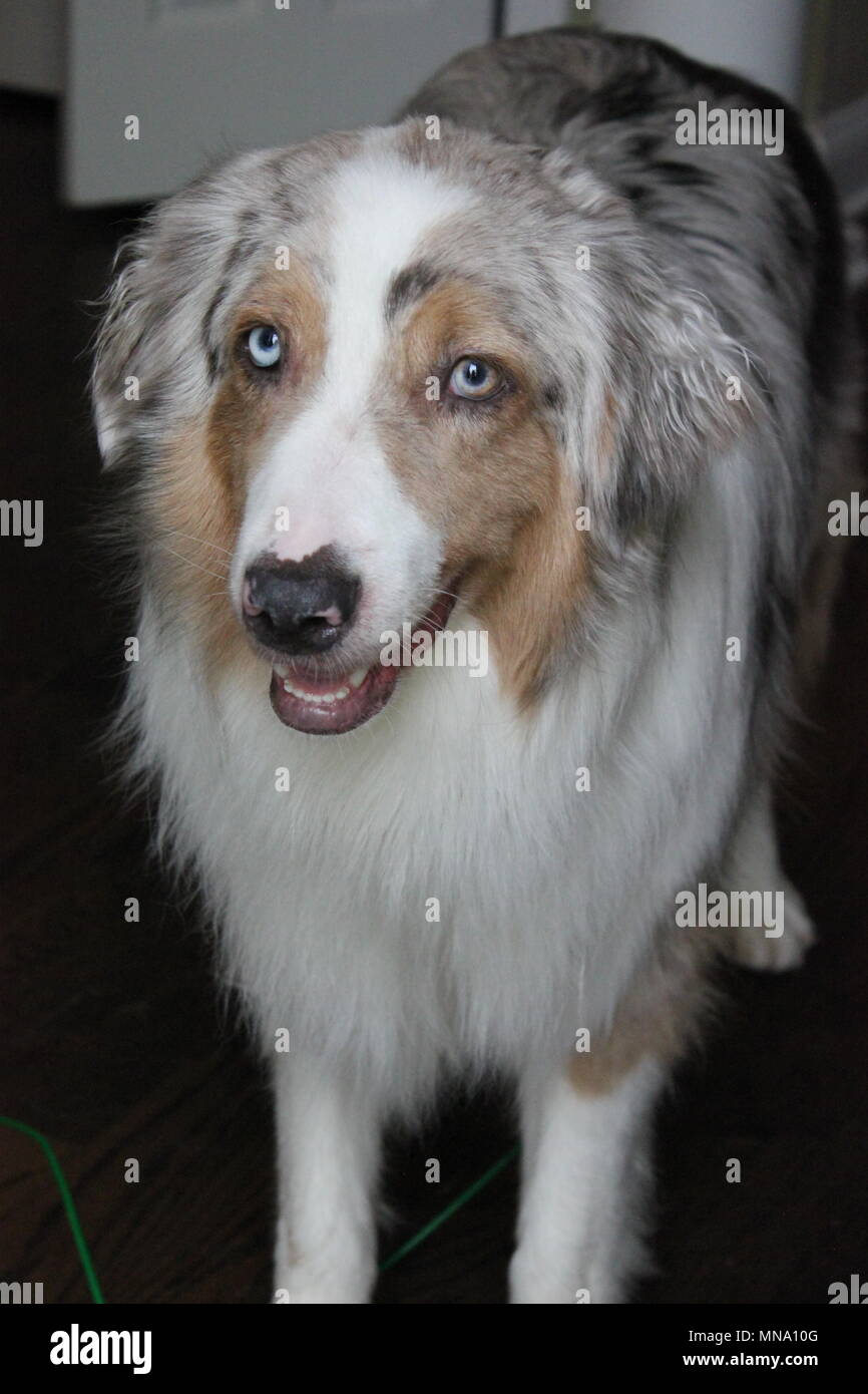 Extremely rare b!ue-eyed Australian Shepherd dog, "Aussie", striking a ...