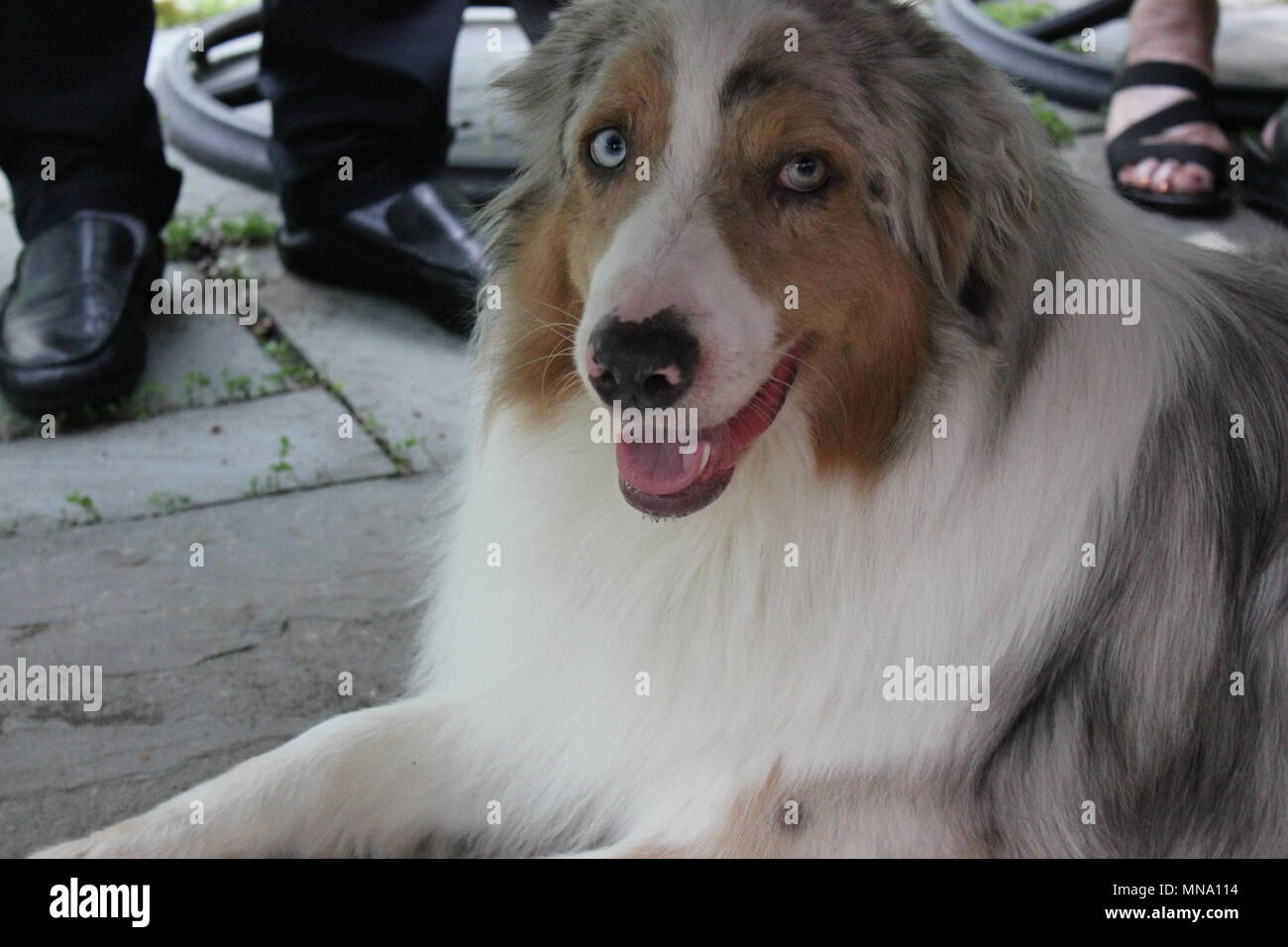 Extremely rare b!ue-eyed Australian Shepherd dog, "Aussie", striking a ...