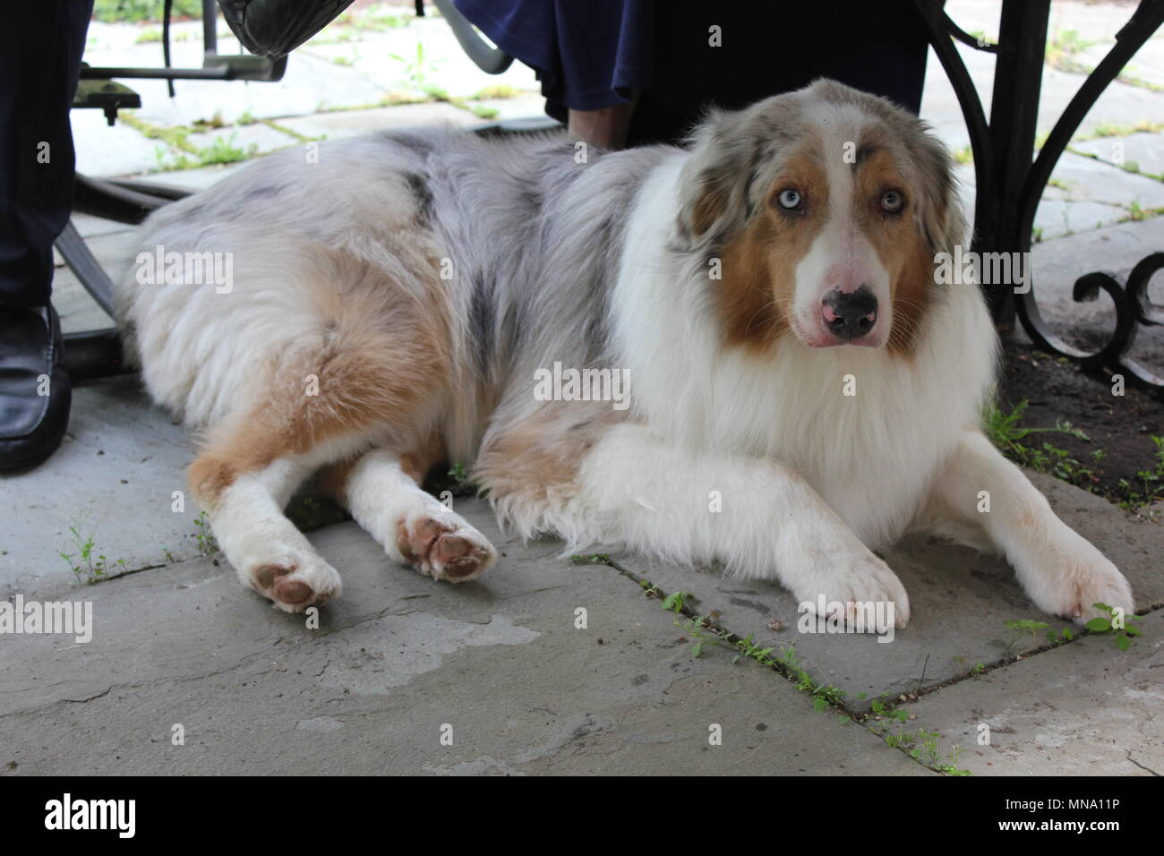 Extremely rare b!ue-eyed Australian Shepherd dog, "Aussie", striking a ...