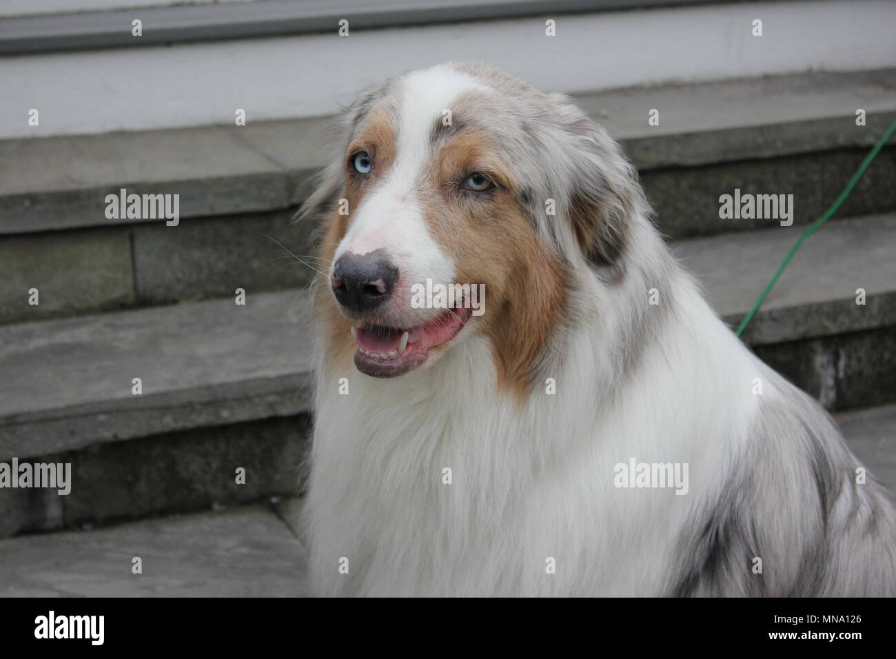 Extremely rare b!ue-eyed Australian Shepherd dog, "Aussie", striking a ...