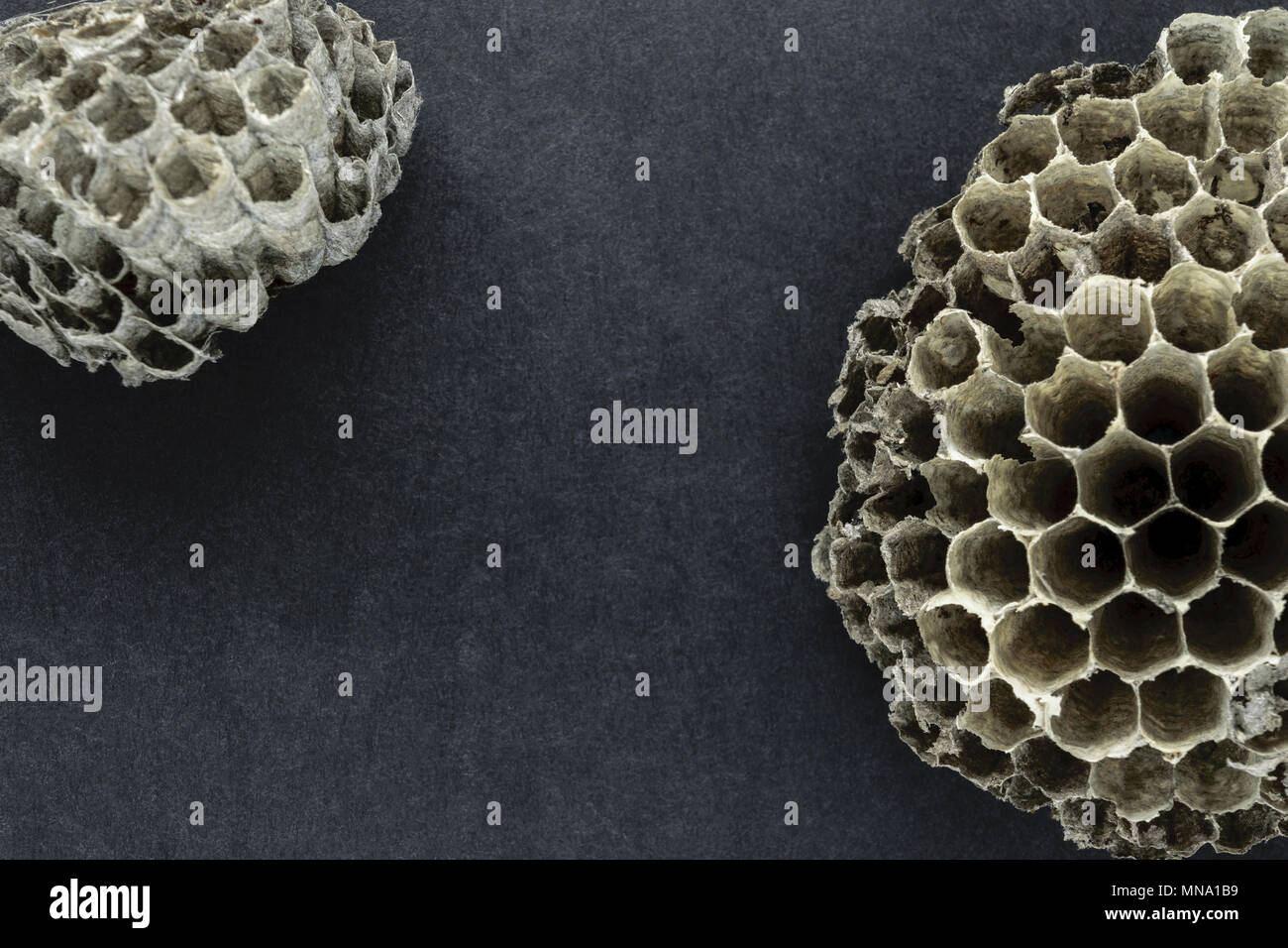 Round, very old, gray and abandoned wasps nests on black background ...