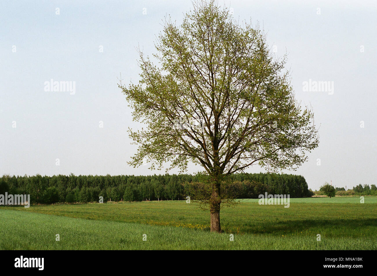 Tree in a field Stock Photo - Alamy