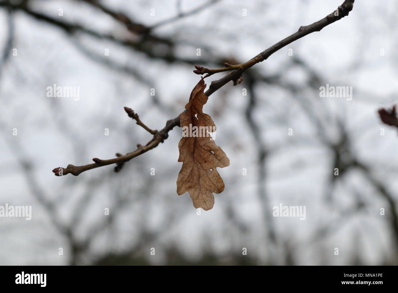 Single Leaf Falling High Resolution Stock Photography and Images - Alamy
