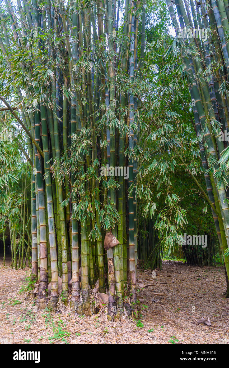 Bamboo branch in bamboo forest, beautiful green nature background Stock ...