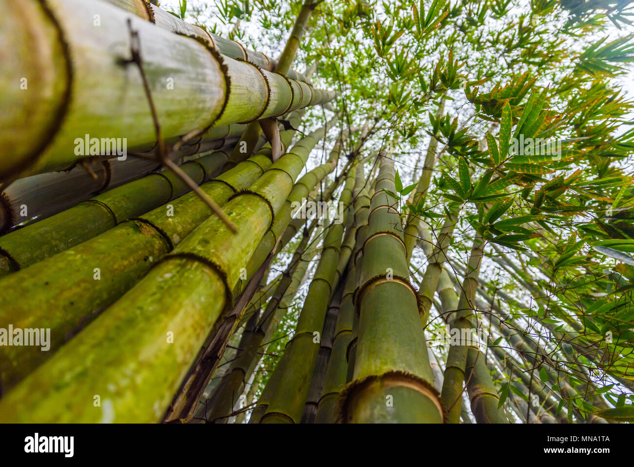 Bamboo branch in bamboo forest, beautiful green nature background Stock ...