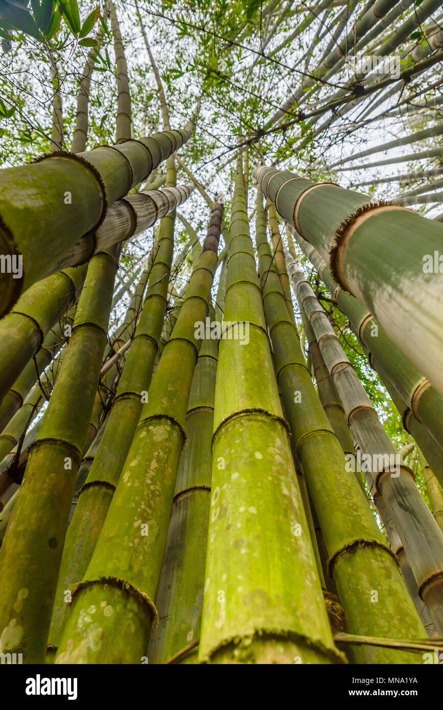 Bamboo branch in bamboo forest, beautiful green nature background Stock ...