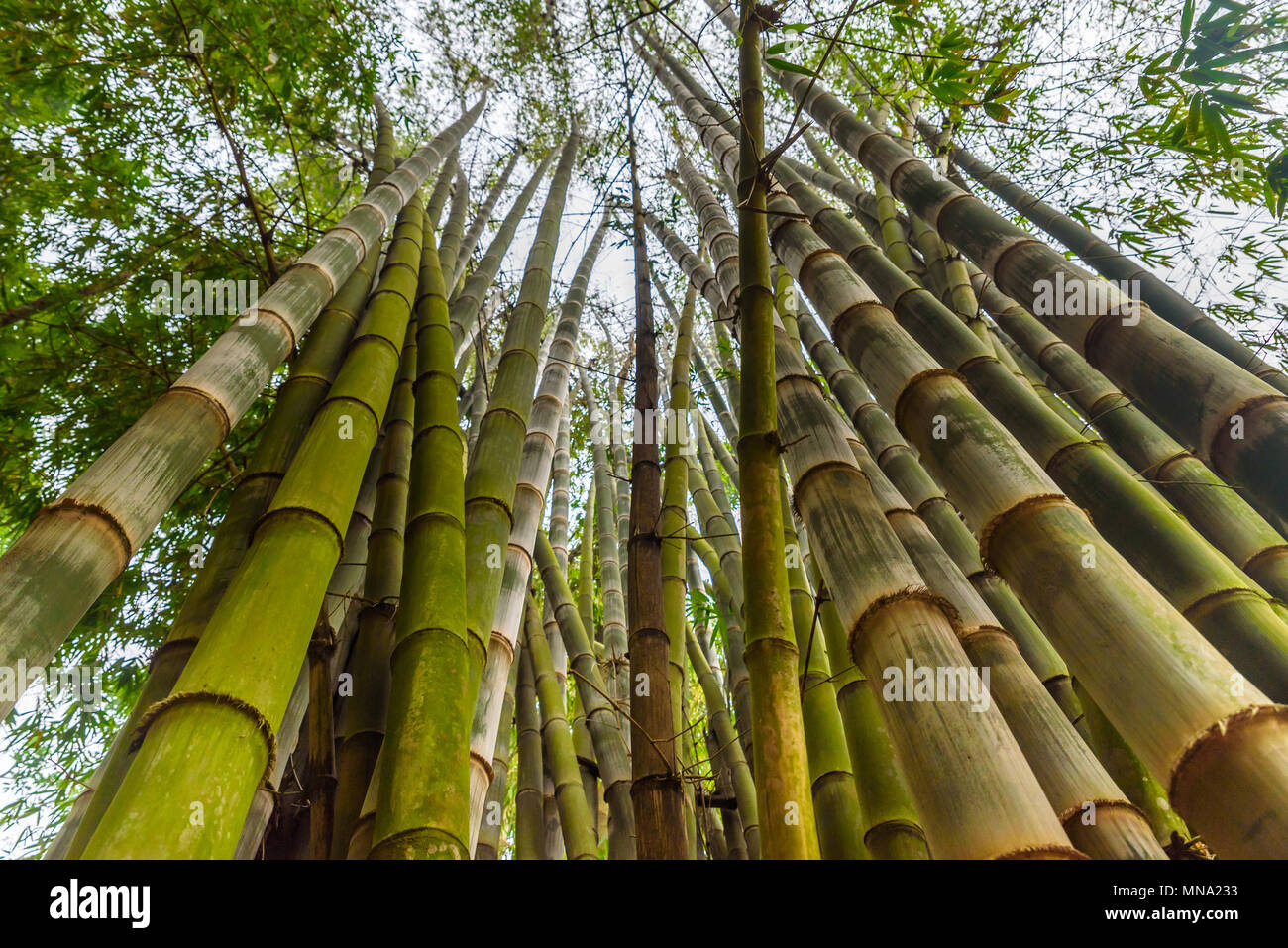 Bamboo branch in bamboo forest, beautiful green nature background Stock ...