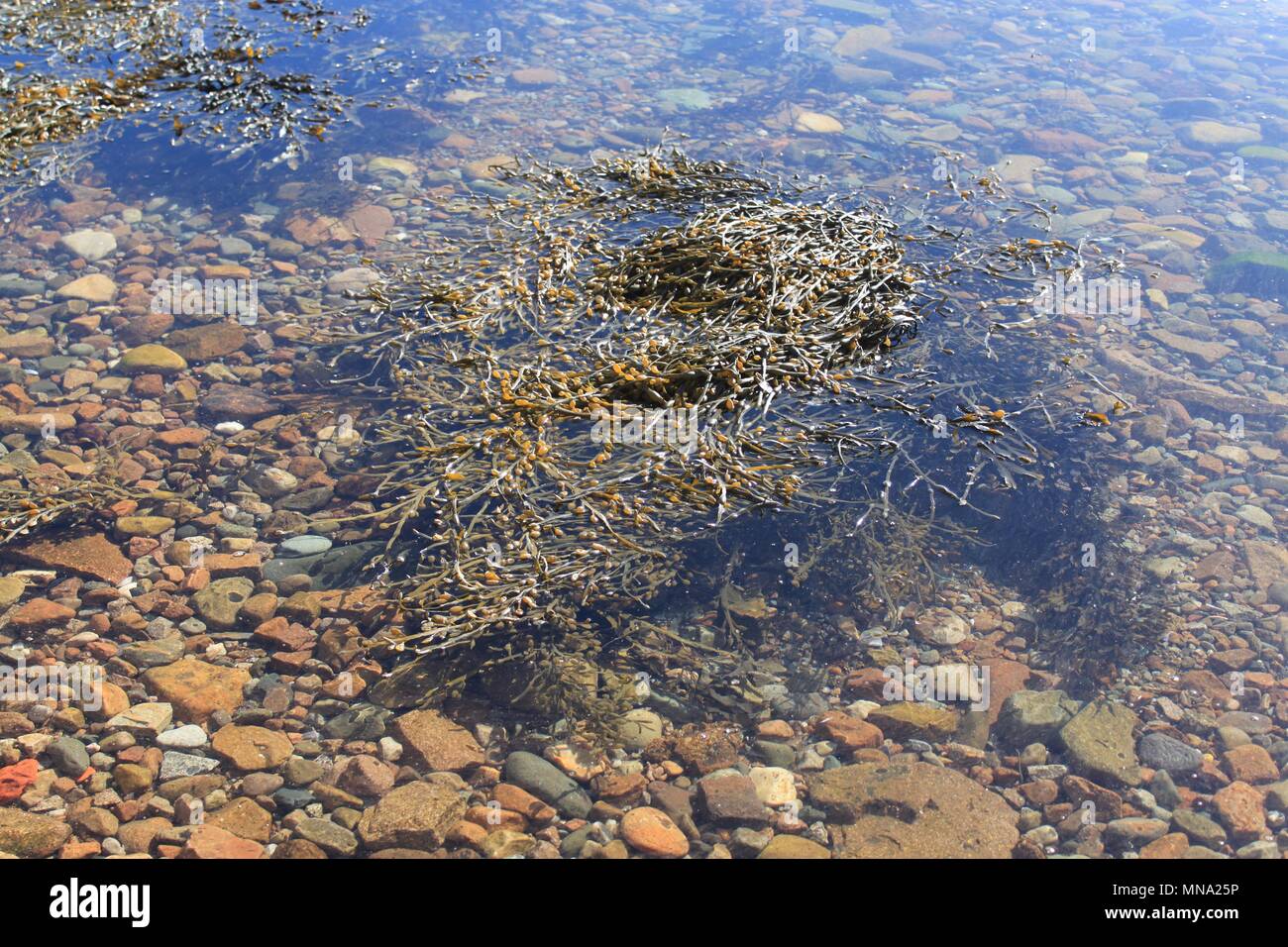 Kelp floating on still, clear water with stones visible underneath ...