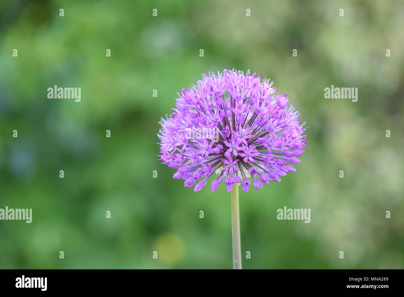 Allium in the garden Stock Photo - Alamy