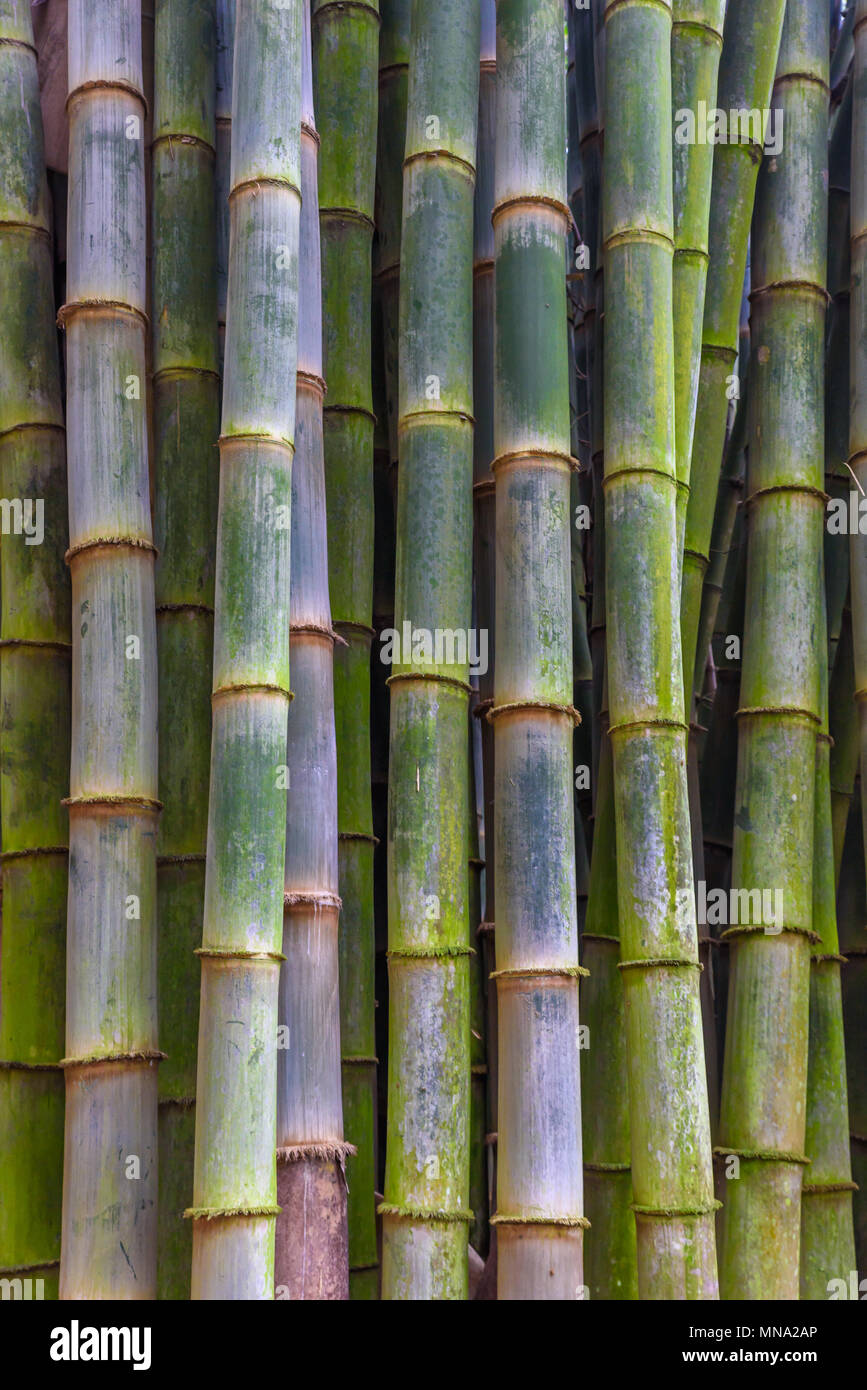 Bamboo branch in bamboo forest, beautiful green nature background Stock ...