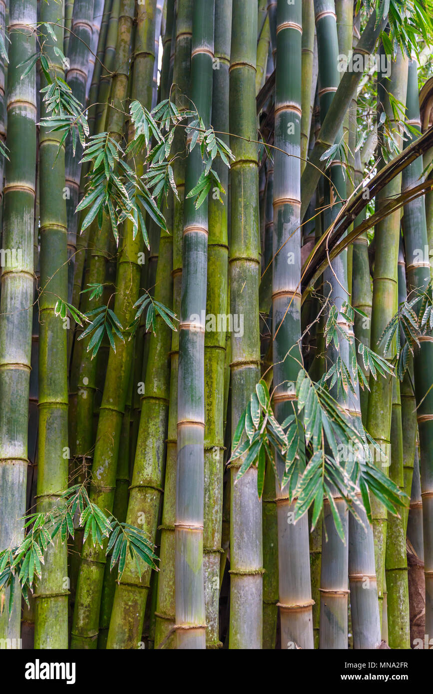 Bamboo branch in bamboo forest, beautiful green nature background Stock ...