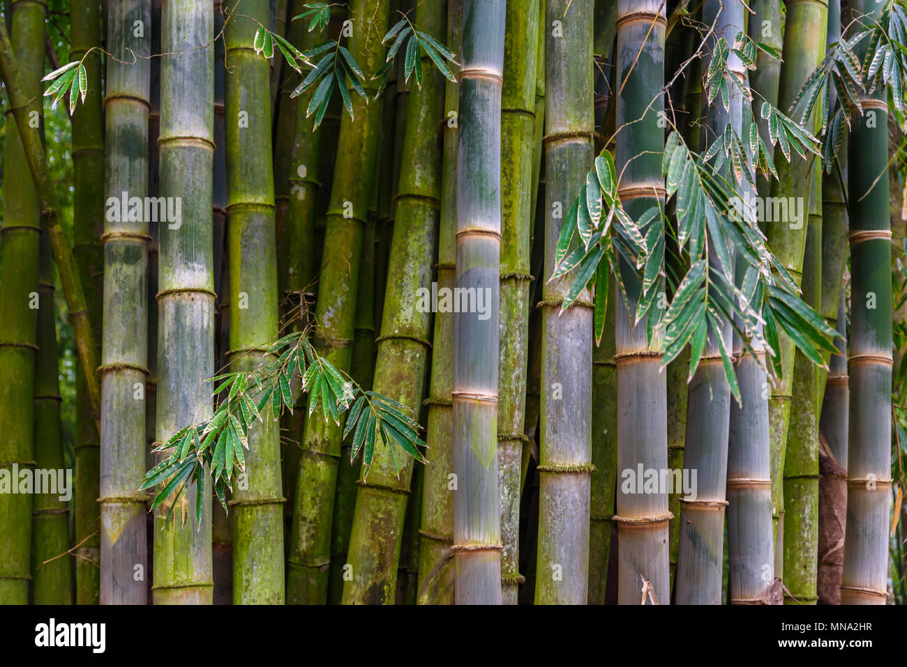 Bamboo branch in bamboo forest, beautiful green nature background Stock ...