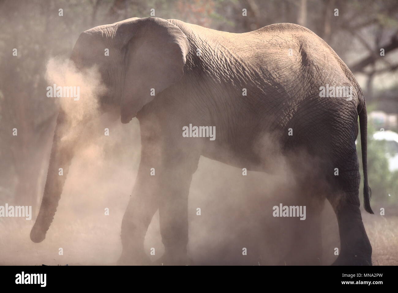 Elephant taking a bath of dust in Serengeti, Tanzania Stock Photo - Alamy