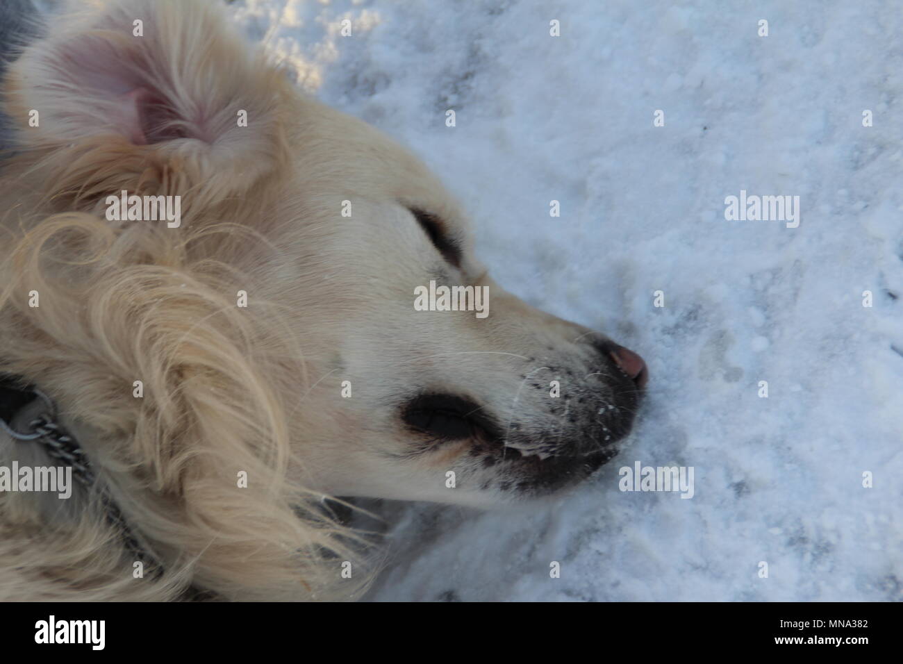 Portraits of amusing and lovely dogs Stock Photo - Alamy