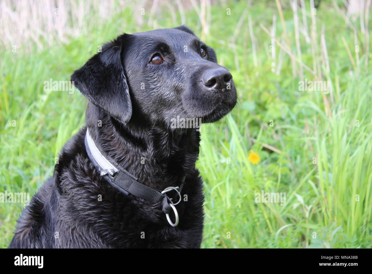 Portraits of amusing and lovely dogs Stock Photo - Alamy