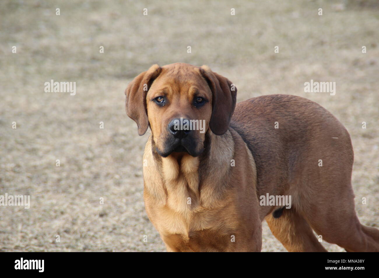 Portraits of amusing and lovely dogs Stock Photo - Alamy