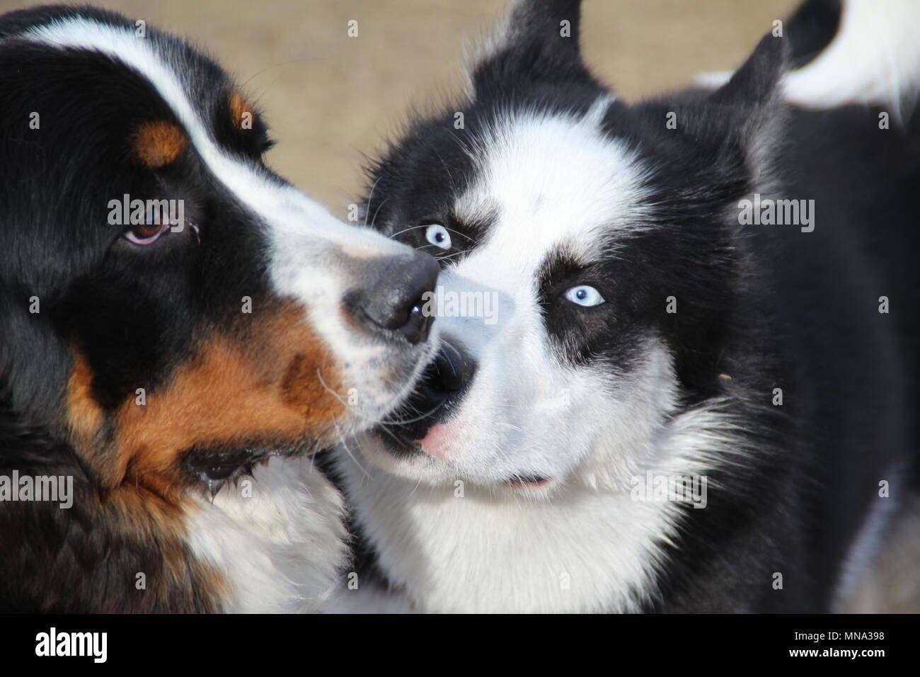 Portraits of amusing and lovely dogs Stock Photo - Alamy