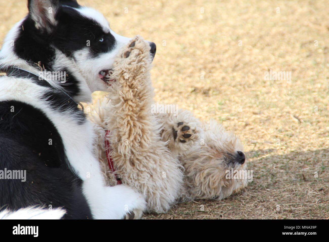 Portraits of amusing and lovely dogs Stock Photo - Alamy