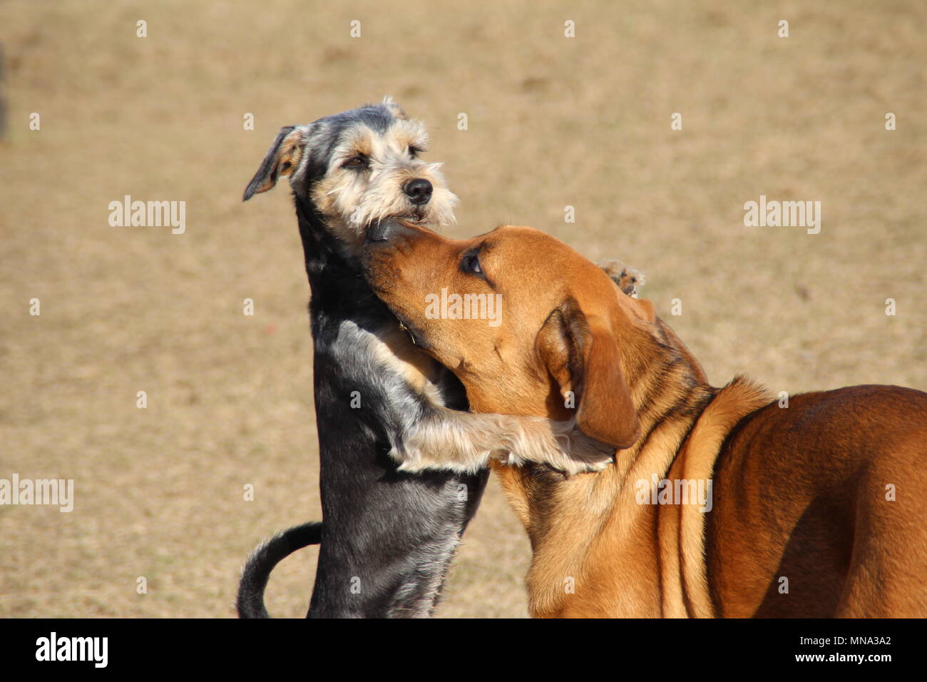 Portraits of amusing and lovely dogs Stock Photo - Alamy