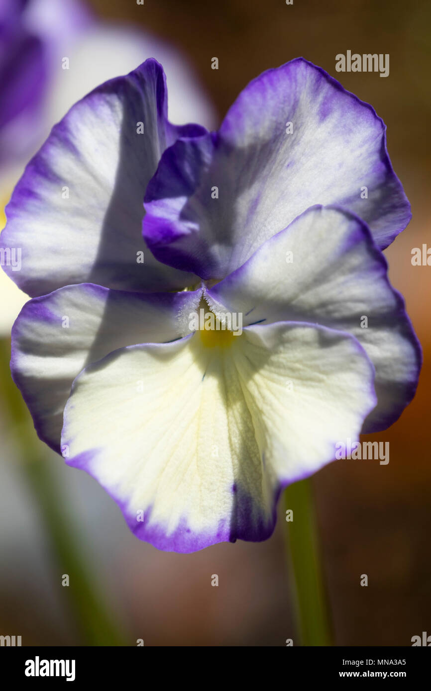 Purple splashed cream flower of the compact perennial Violetta, Viola ...