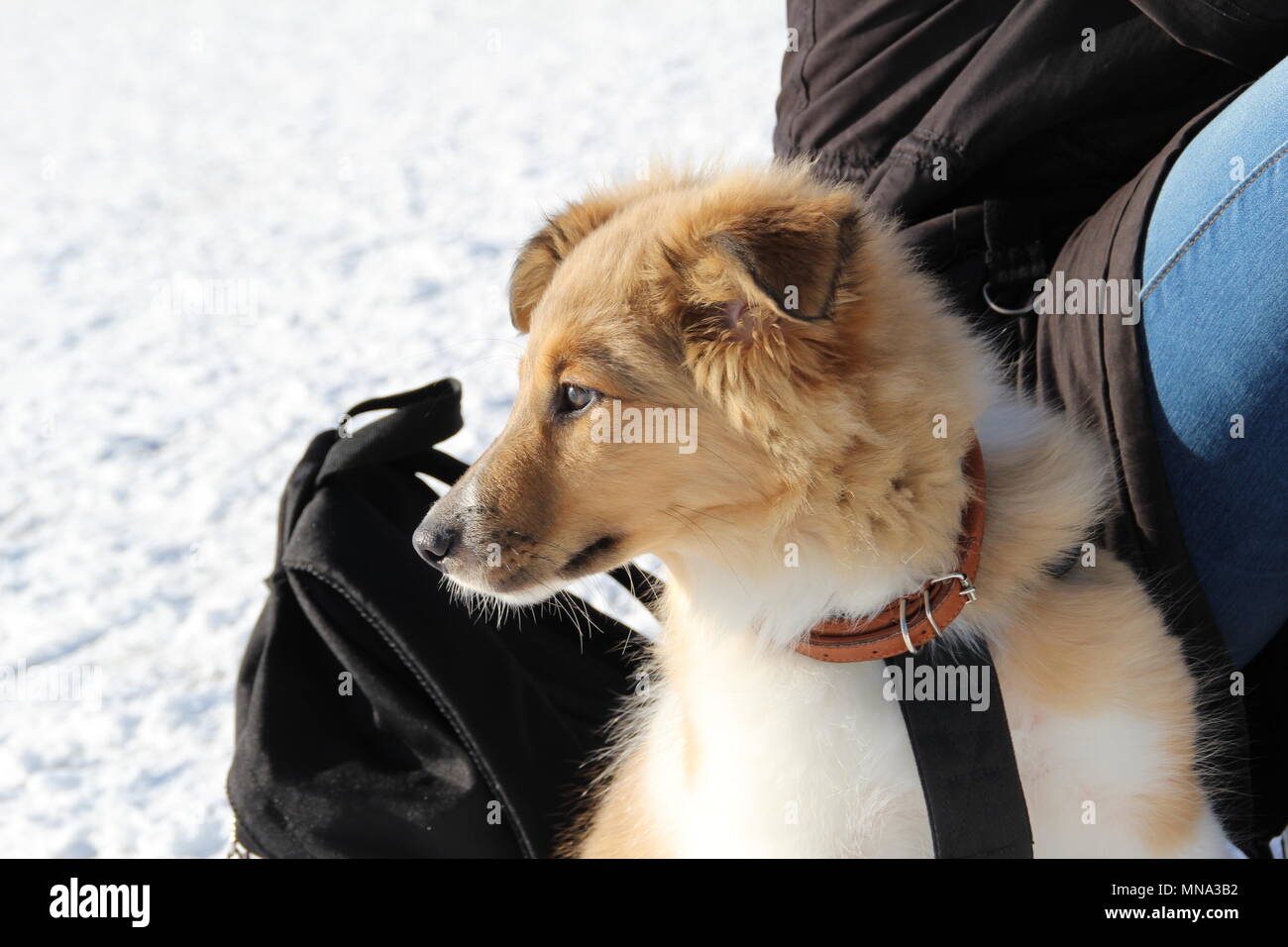 Portraits of amusing and lovely dogs Stock Photo - Alamy