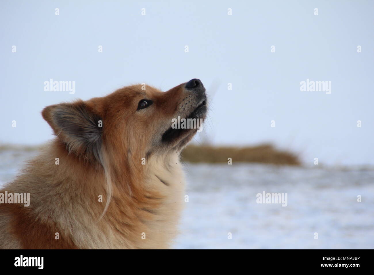 Portraits of amusing and lovely dogs Stock Photo - Alamy