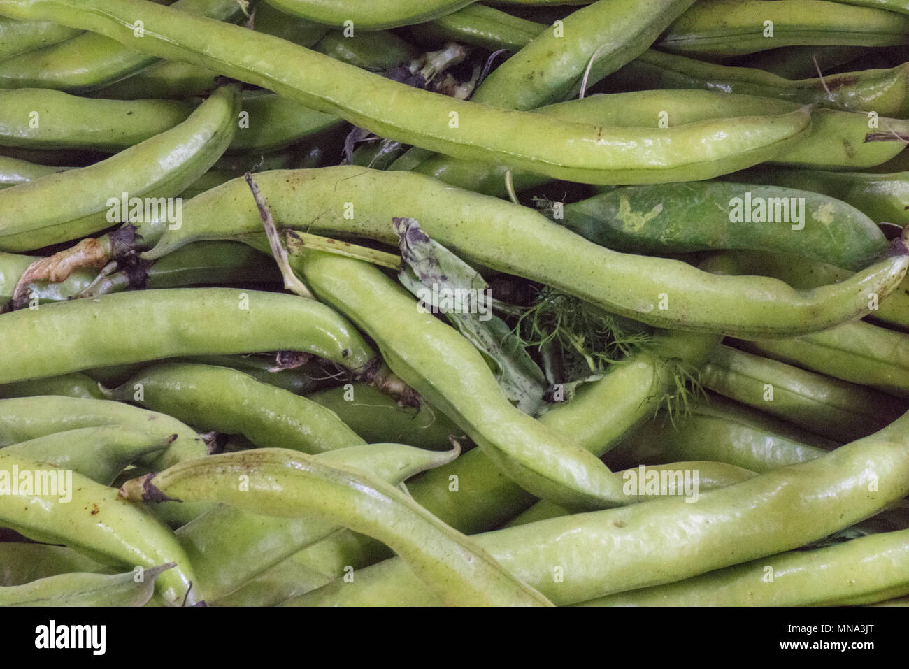 Broad beans for sale on market stall at borough market in central ...