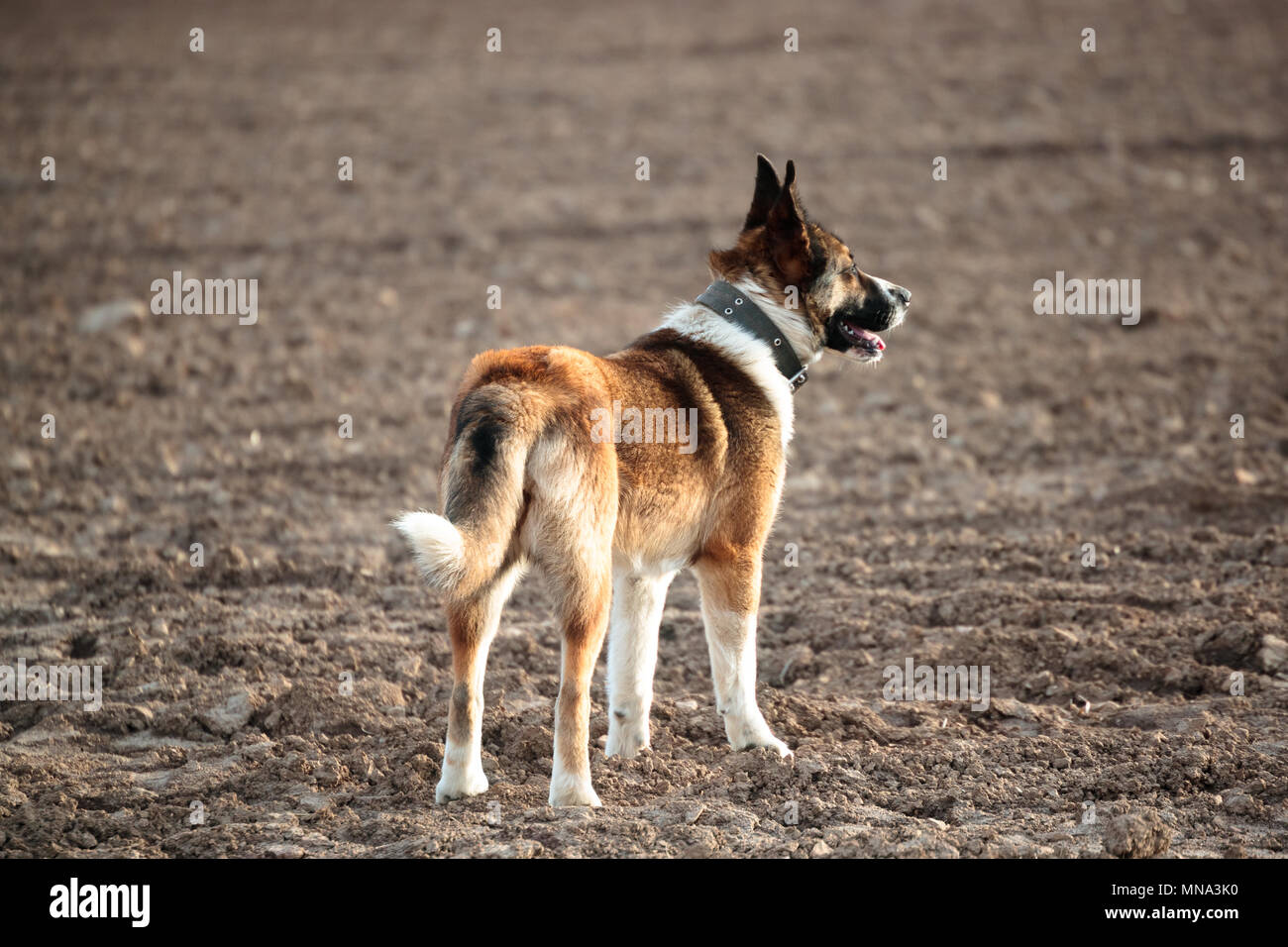 big dog for a walk in the afternoon back view Stock Photo - Alamy