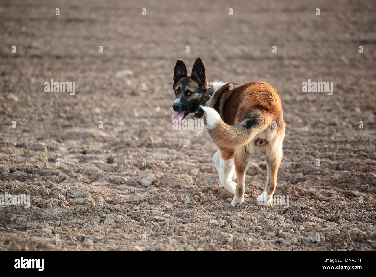 big dog for a walk in the afternoon back view Stock Photo - Alamy