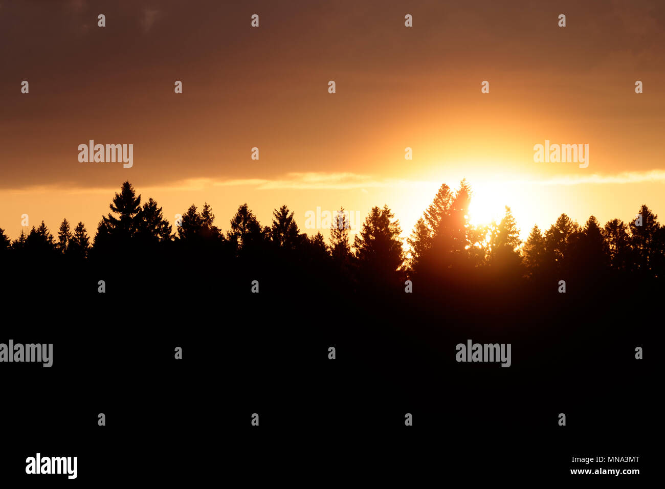 forest trees on sunset background Stock Photo - Alamy