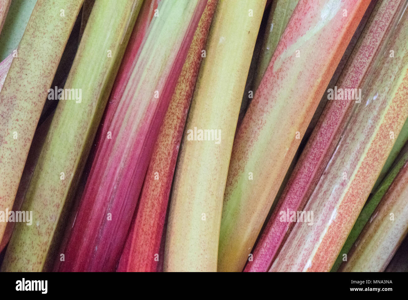 freshly cut sticks or stalks of rhubarb on display at borough market in ...