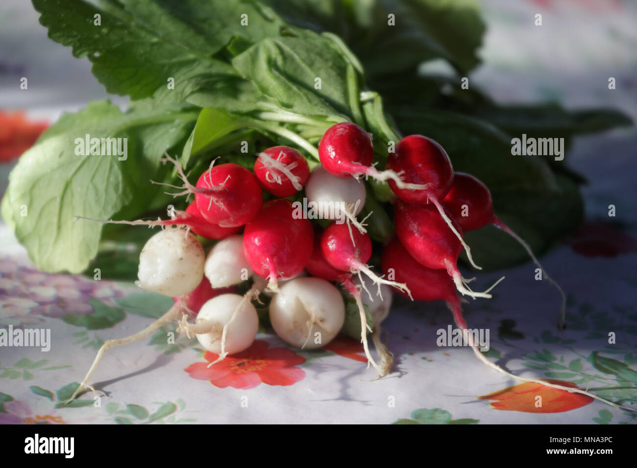 bunch of red radishes with stems Stock Photo - Alamy