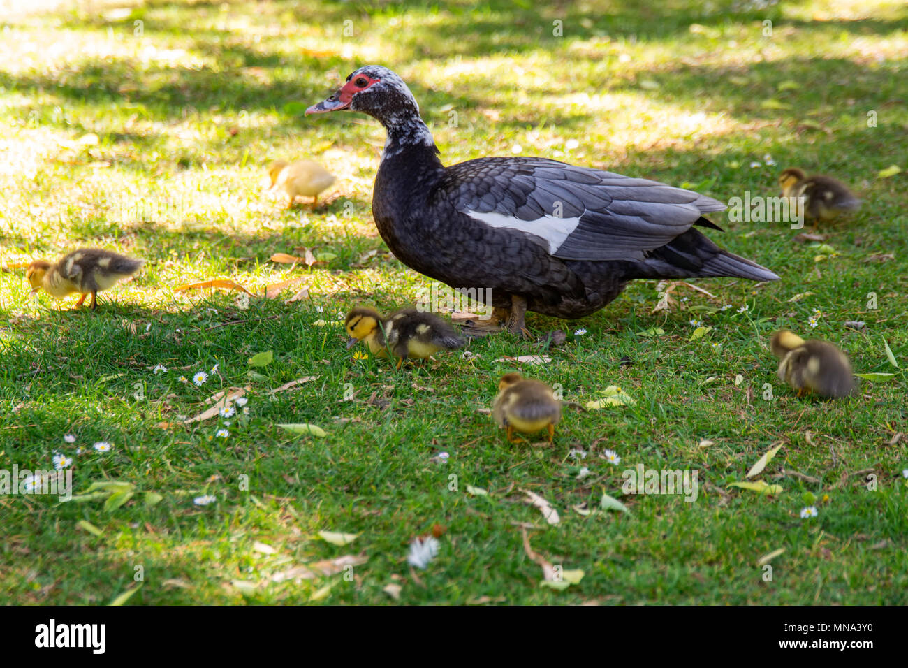 Family of ducks, A mother duck and six baby duck in a garden Stock ...